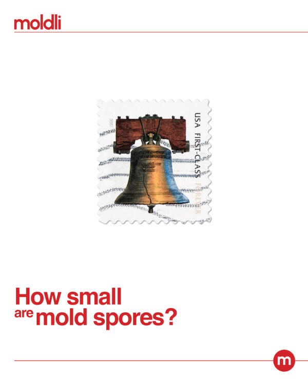 Size of Mold Spores – Moldli
