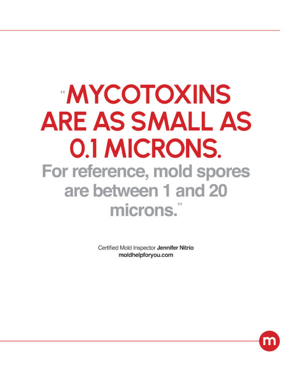 Size of Mold Spores – Moldli